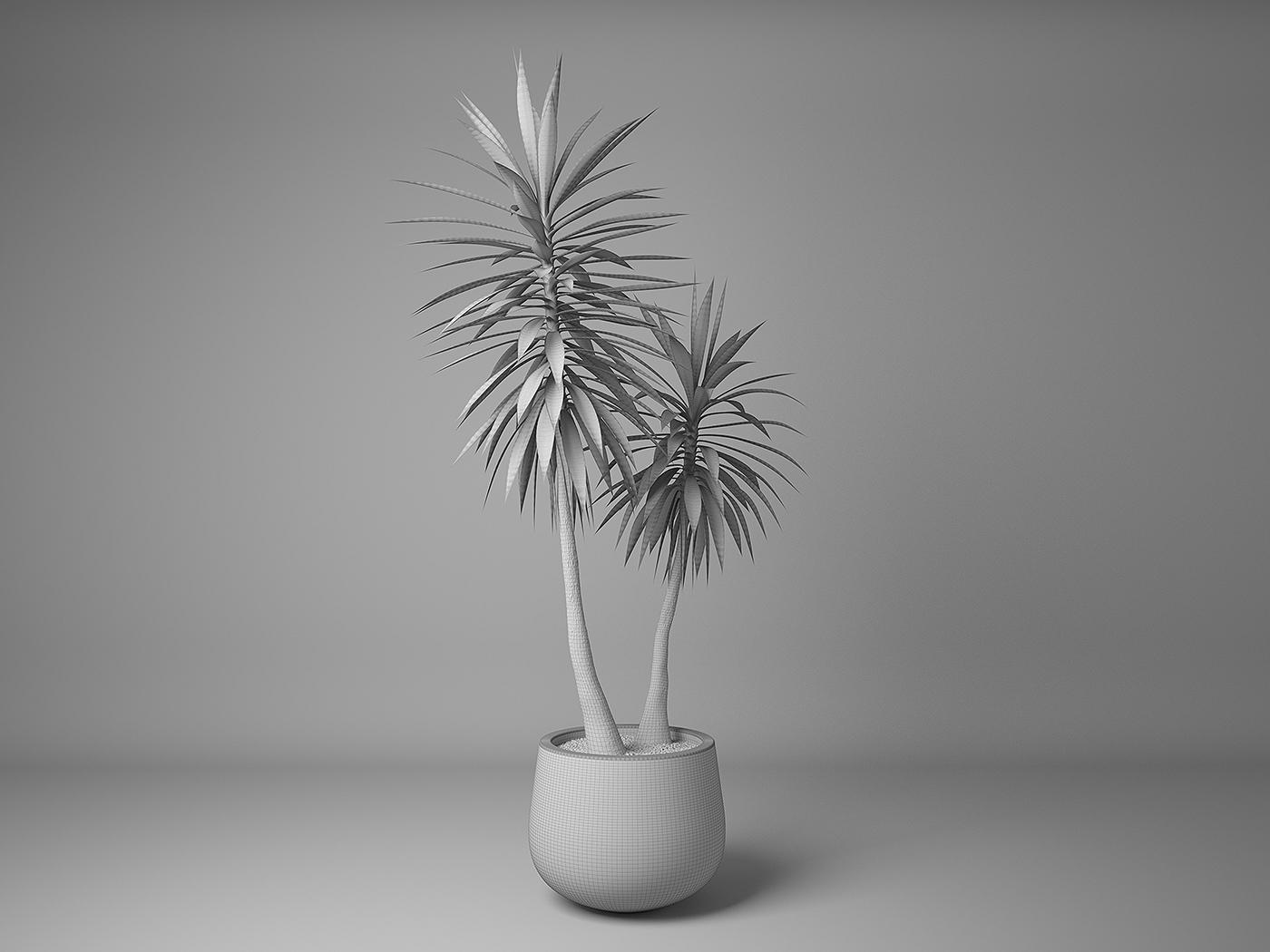 yucca elephantipes 3d model