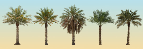 Texture Photoshop date palm tree
