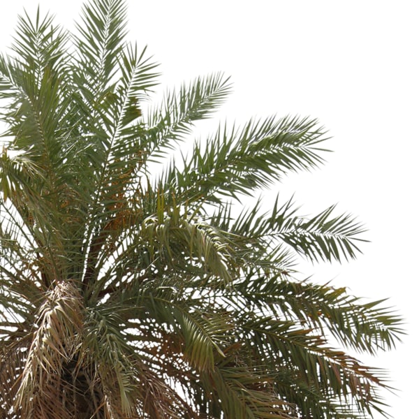 Texture Photoshop date palm tree