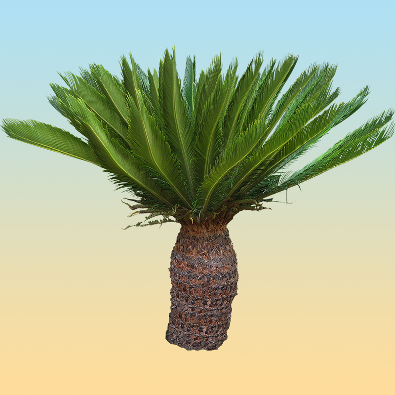 Texture PNG Cycas Revoluta Cycad