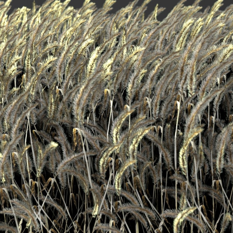 3d realistic wheat