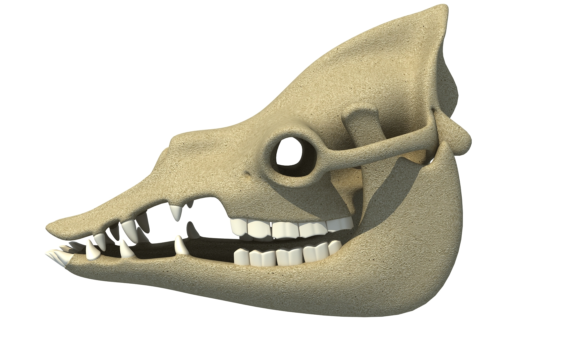 3d model dromedary camel skull skeleton