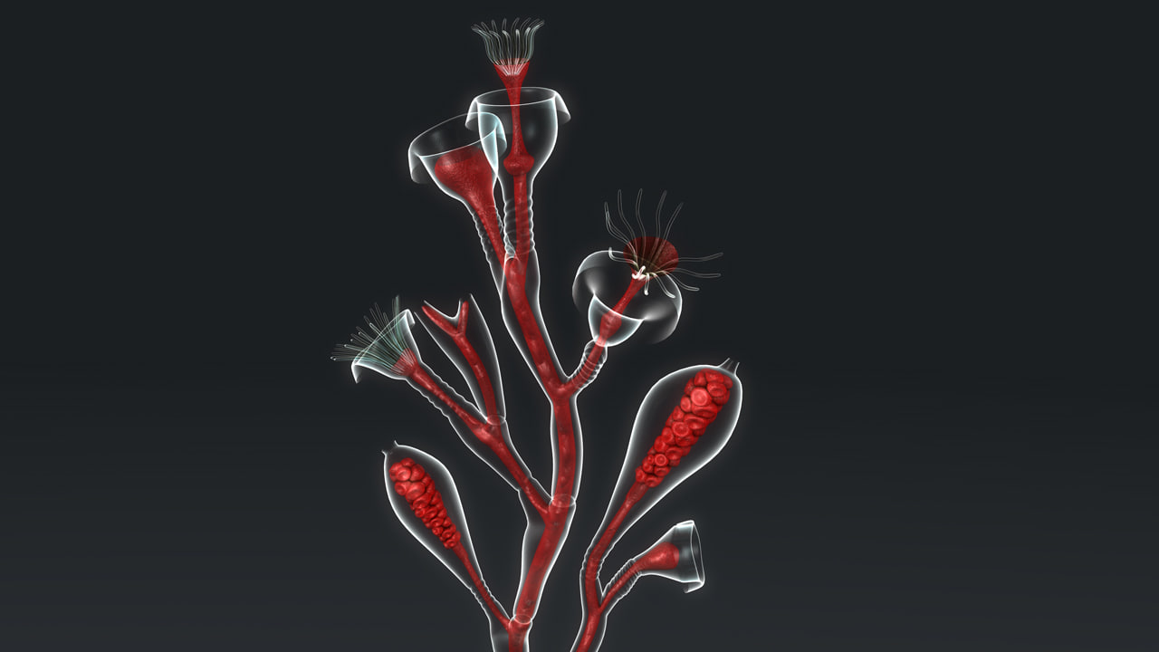 obelia class hydrozoa 3d model