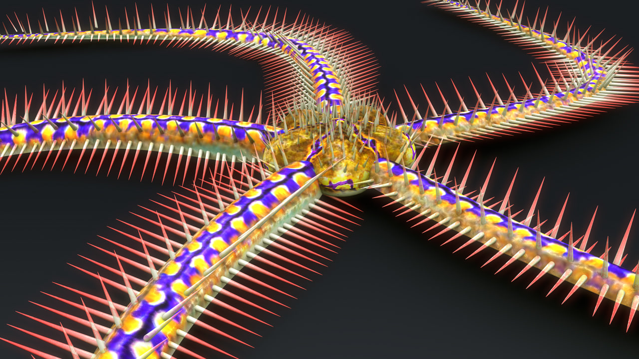 3d model ophiothrix brittle stars