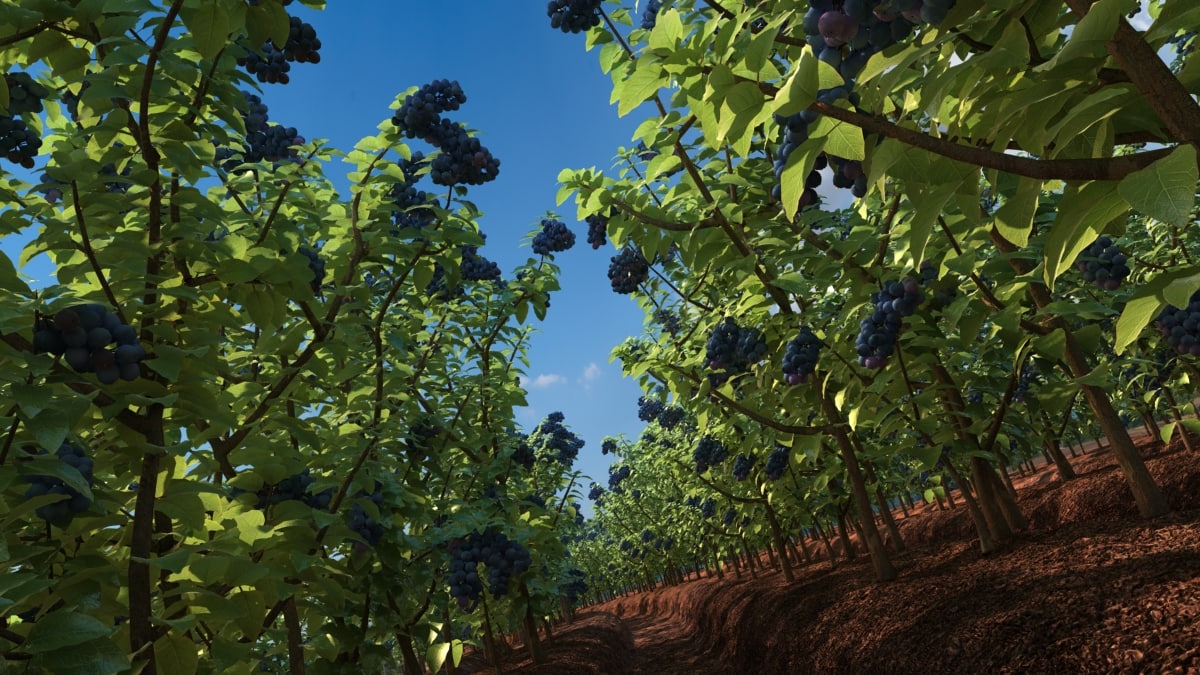 blueberry field 3d max