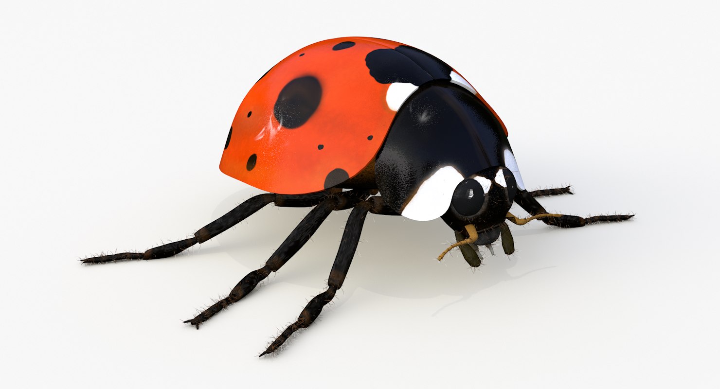 3d realistic ladybug model