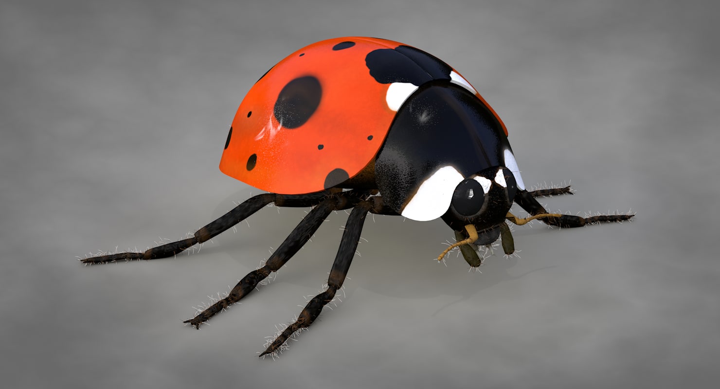 3d realistic ladybug model