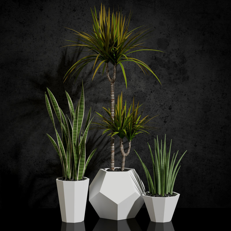 3d model plants