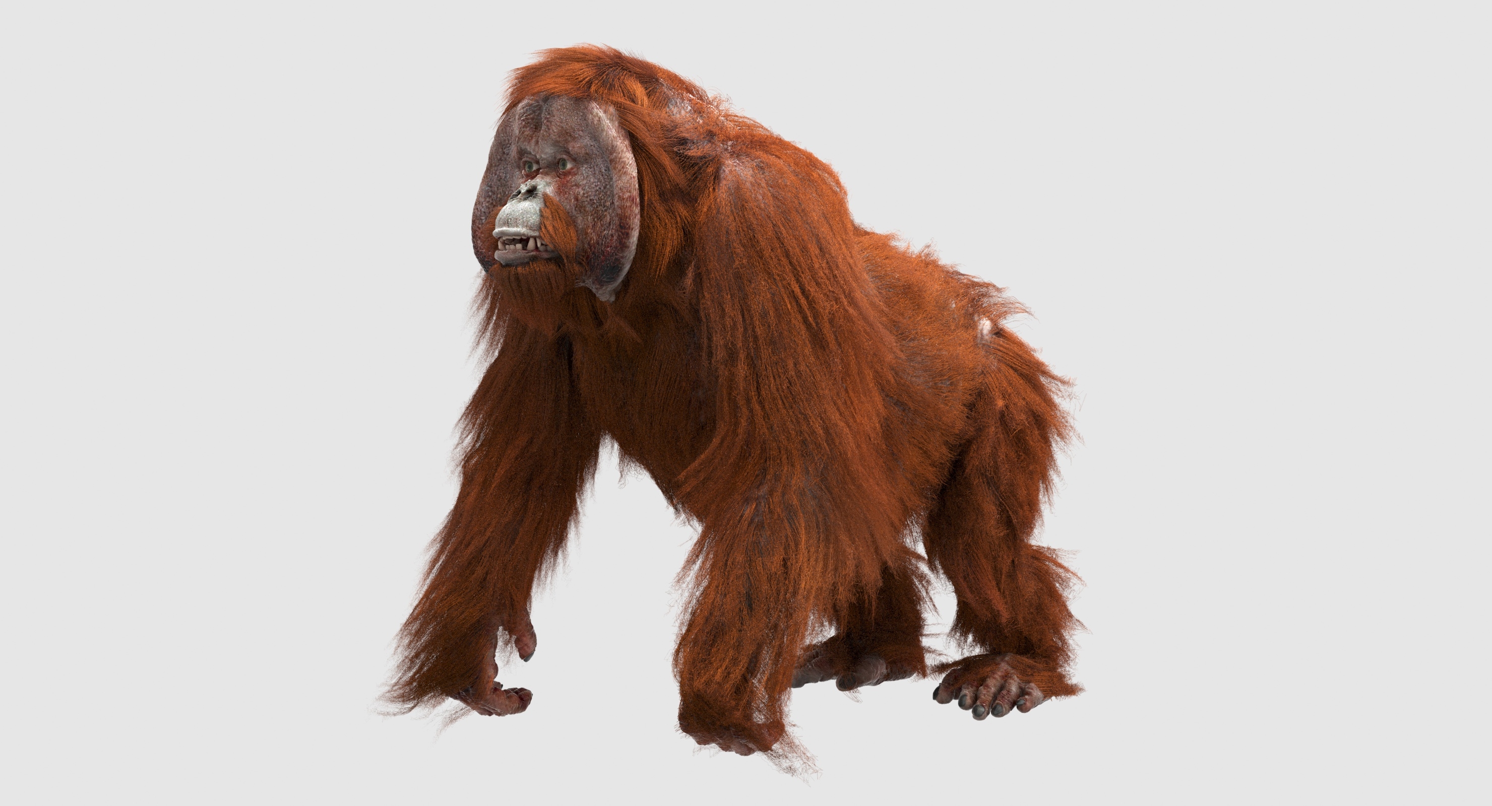 orangutan 3d model