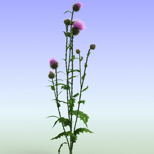 thistle 3d max