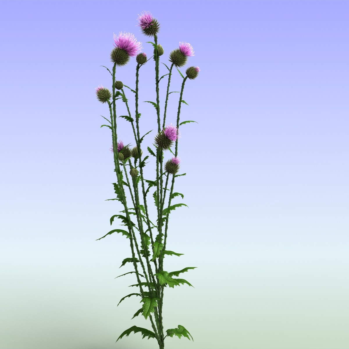 thistle 3d max
