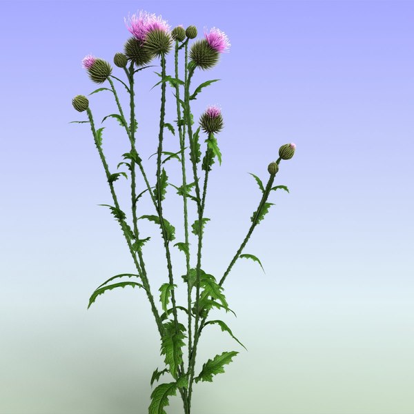 thistle 3d max