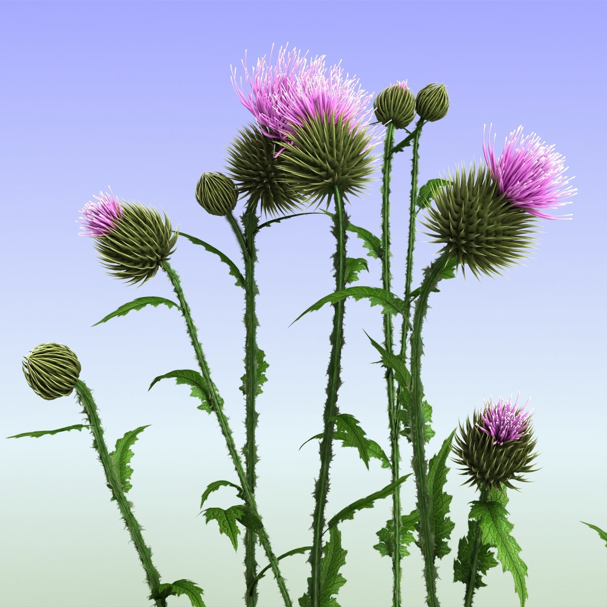 thistle 3d max