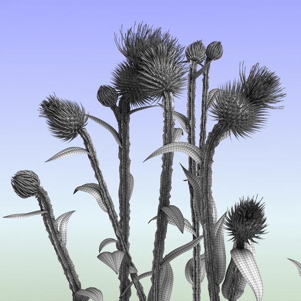 thistle 3d max