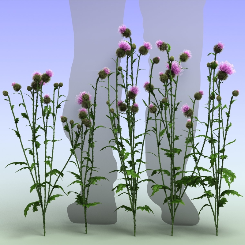 thistle 3d max