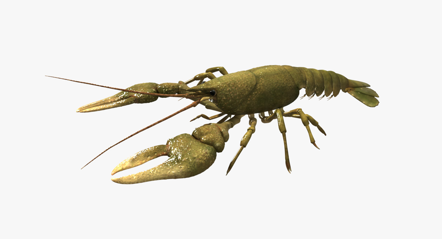 3d model crayfish animation