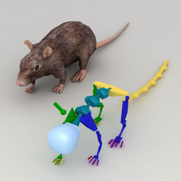 rat walk animation 3d model