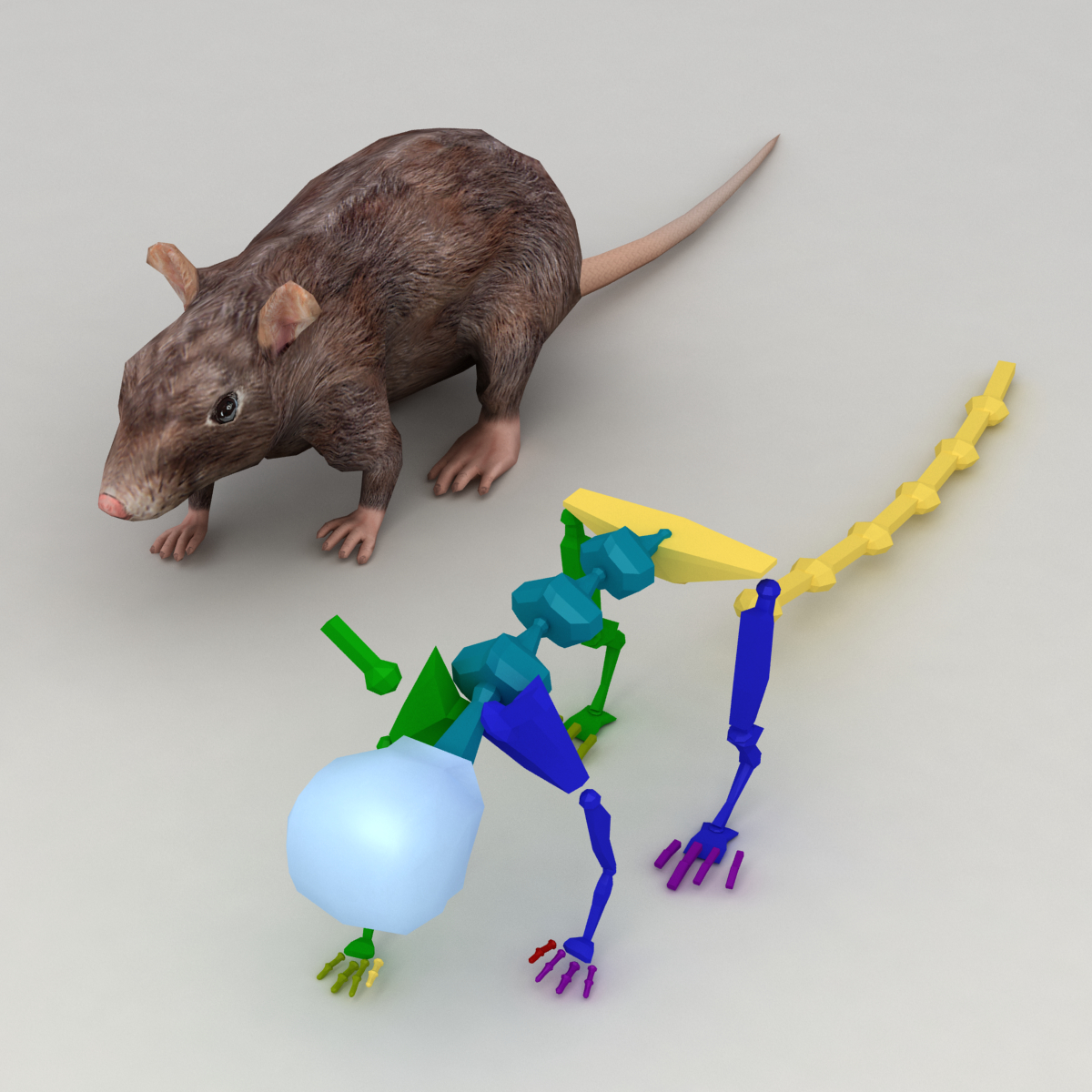 rat walk animation 3d model