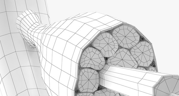 muscle cross section obj