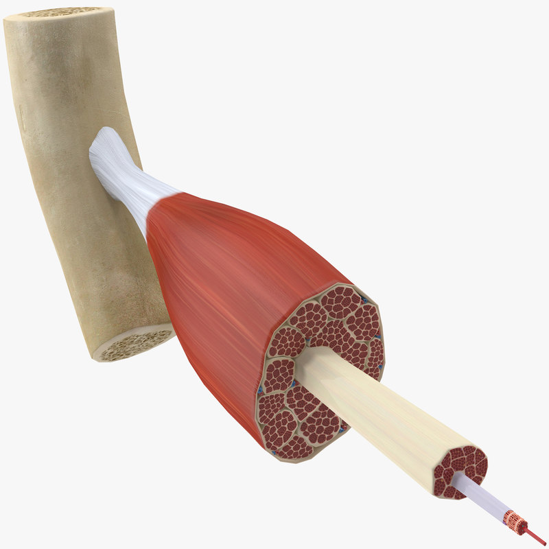 muscle cross section obj