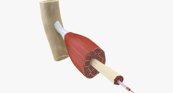 muscle cross section obj