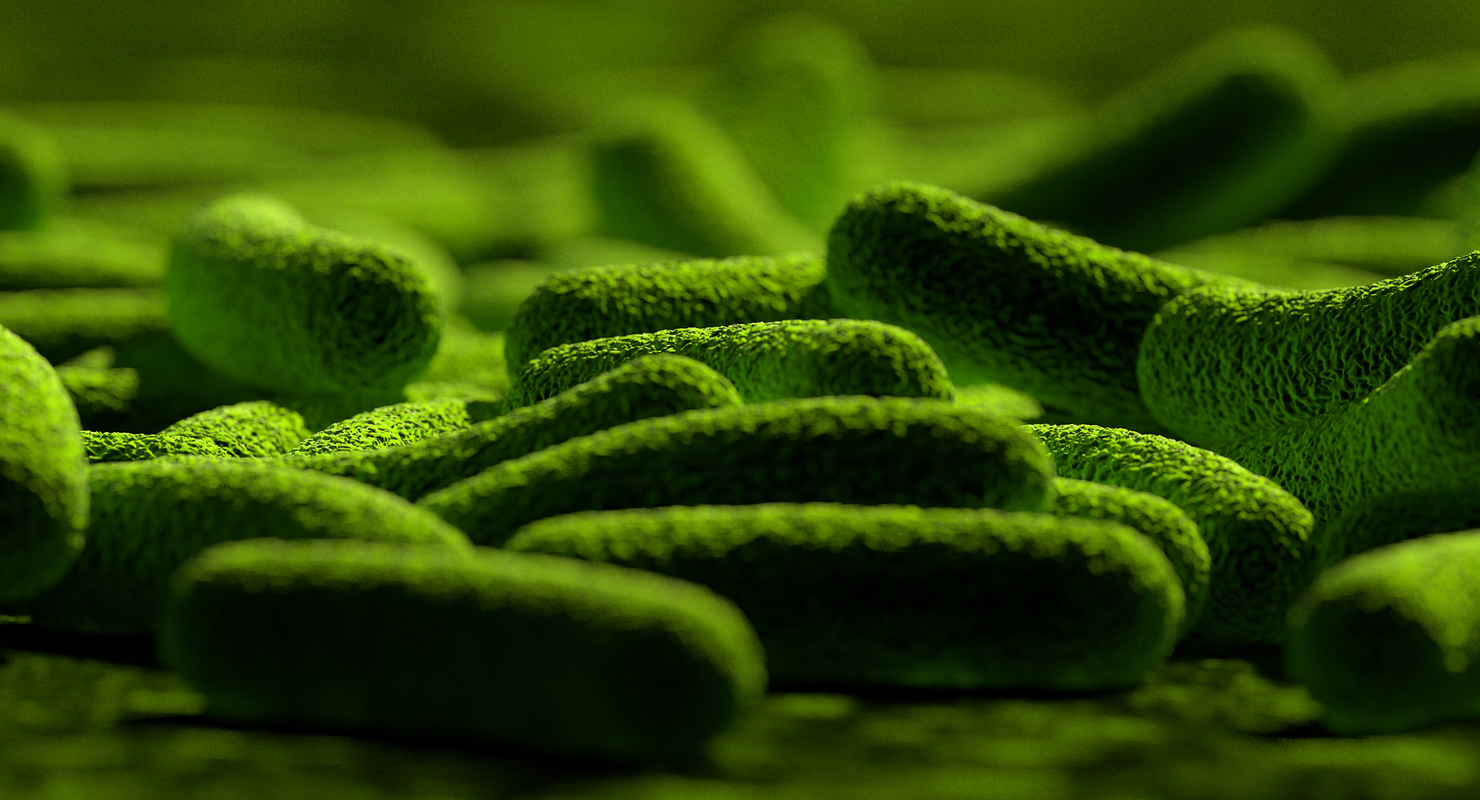 bacteria 3d max