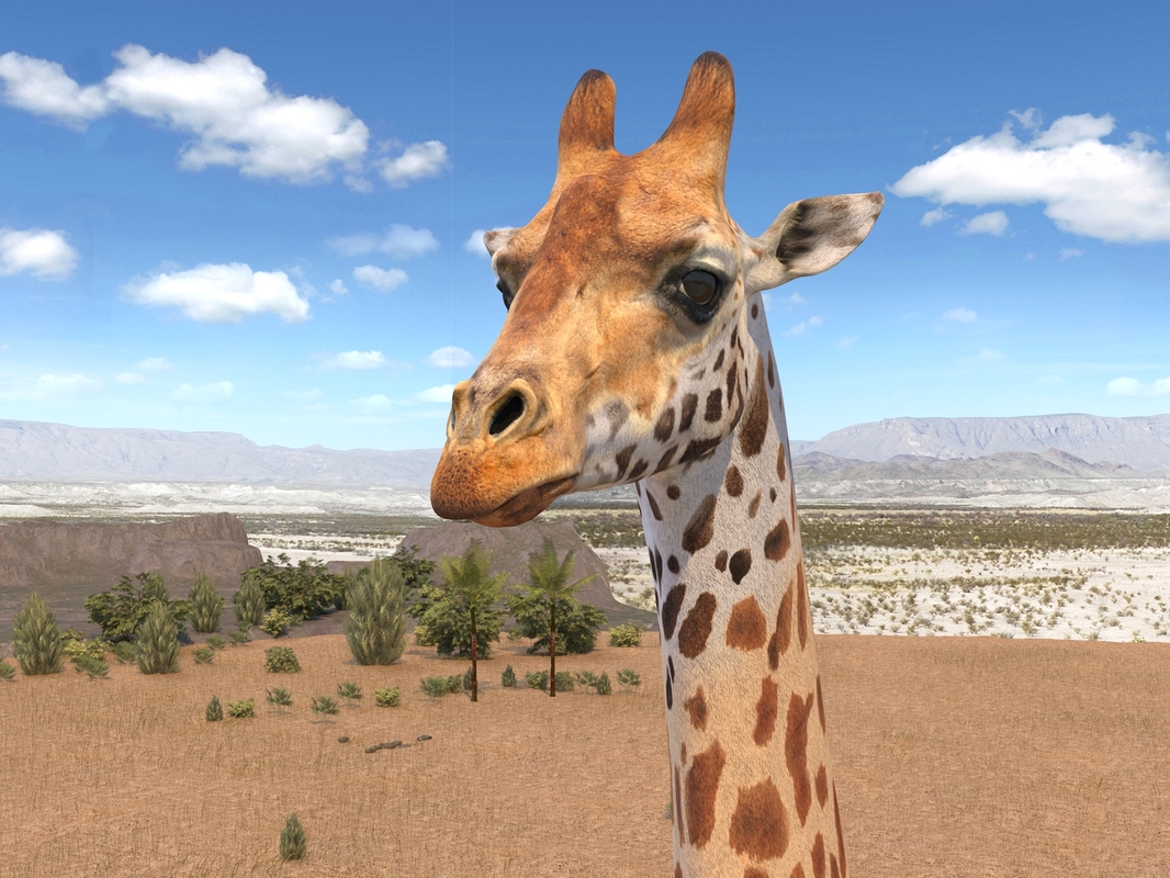rigged animal 3d model