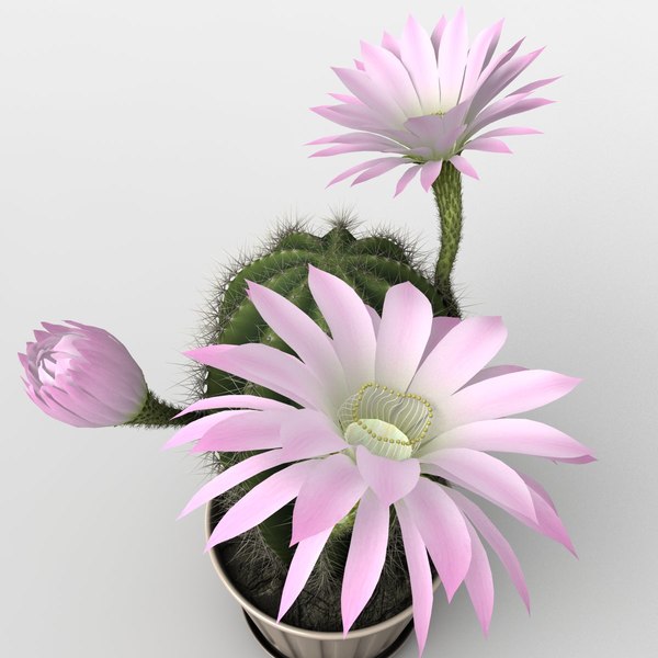 flowering cactus 3d model