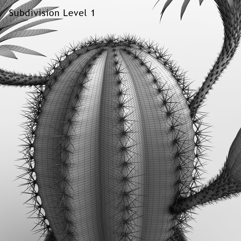 flowering cactus 3d model