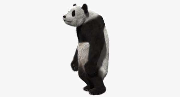giant panda animation 3d model