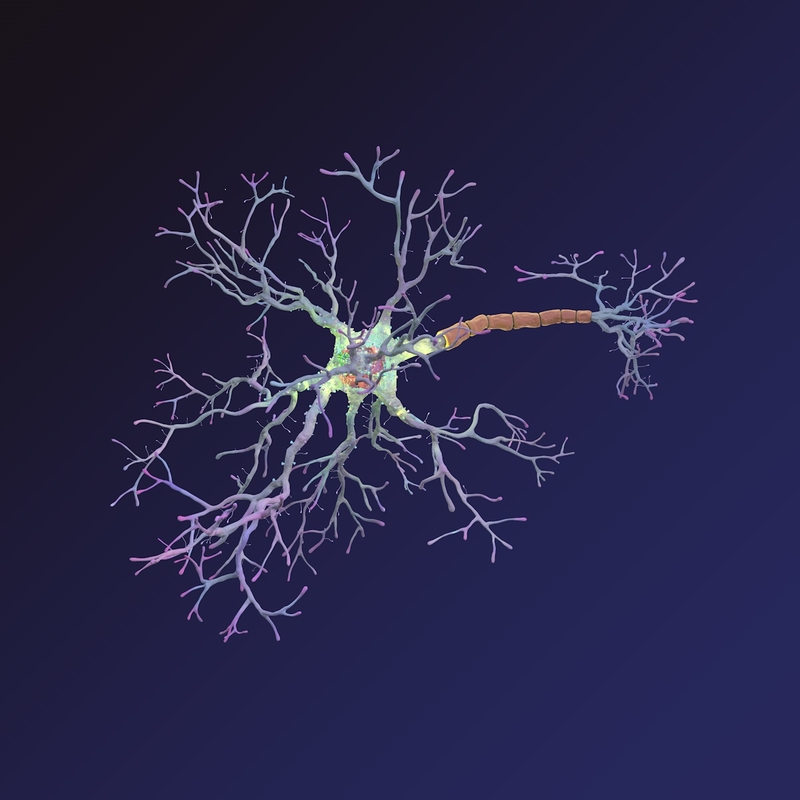 neuron synapses myelin 3d model