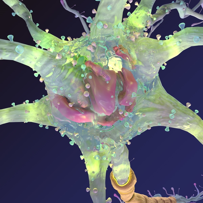 neuron synapses myelin 3d model