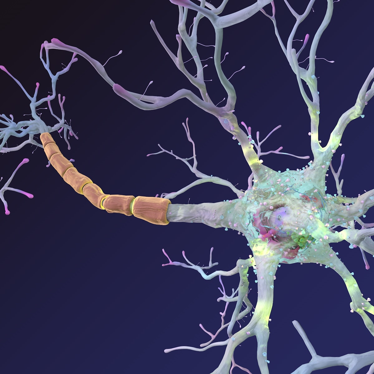 neuron synapses myelin 3d model