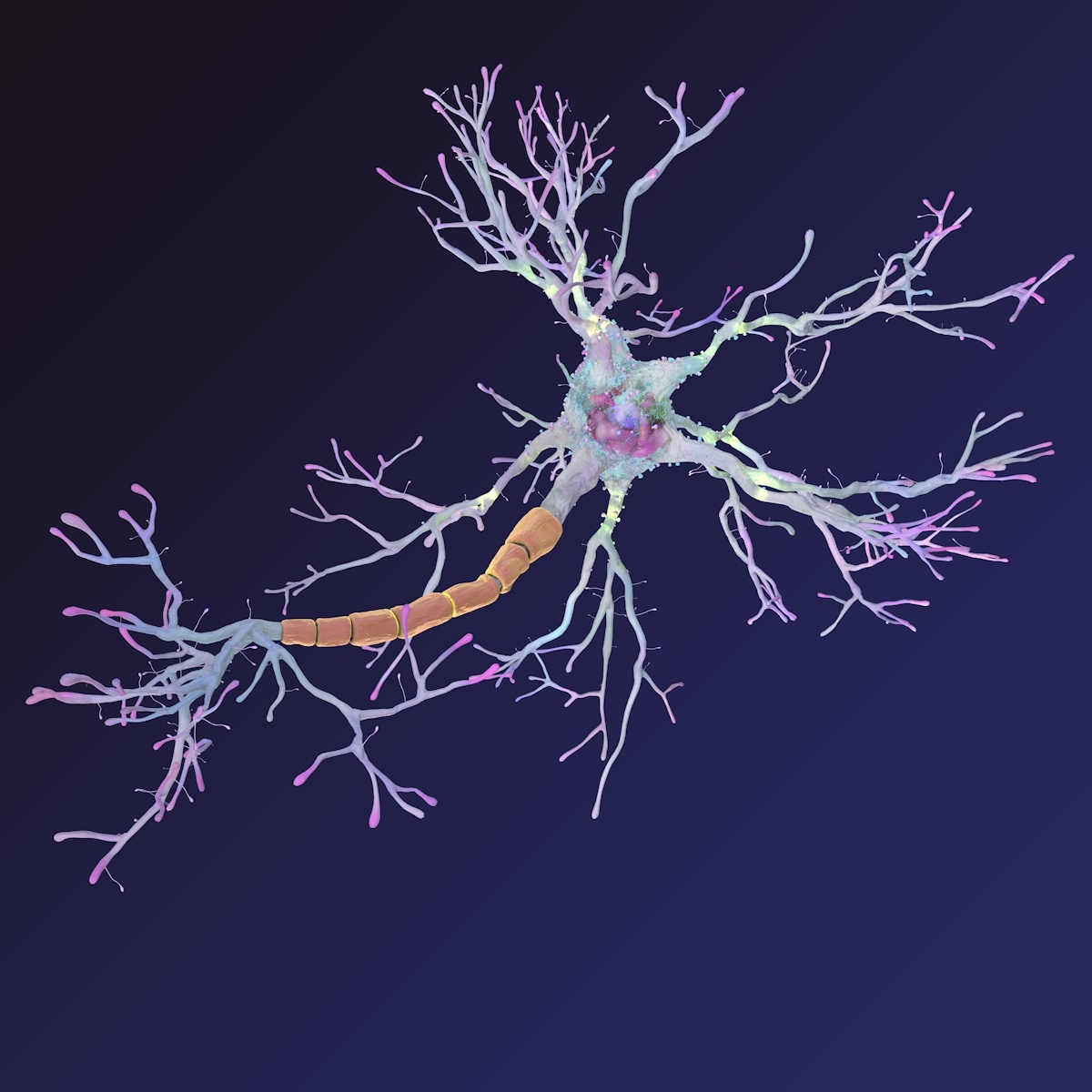 neuron synapses myelin 3d model