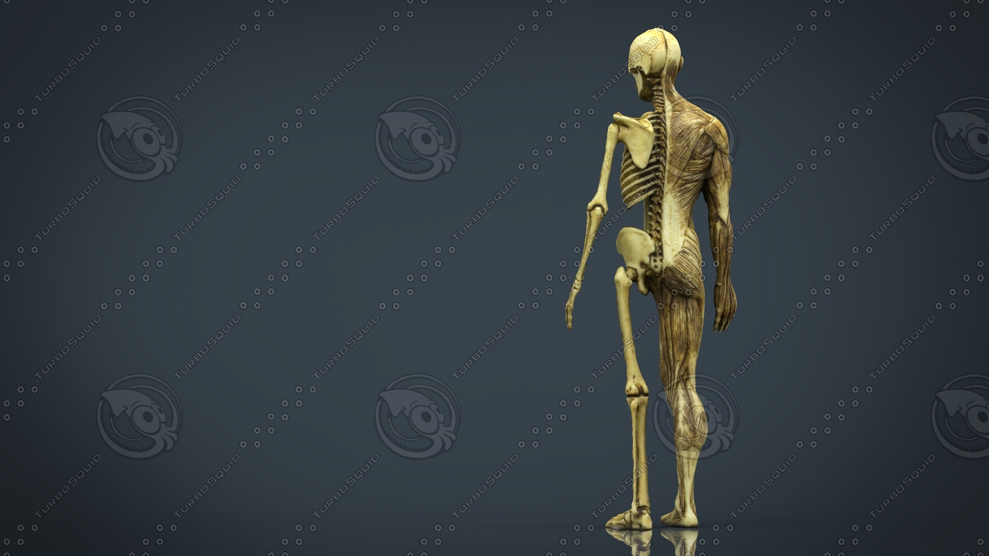 hd human body anatomy 3d model