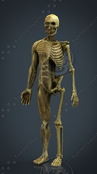 hd human body anatomy 3d model