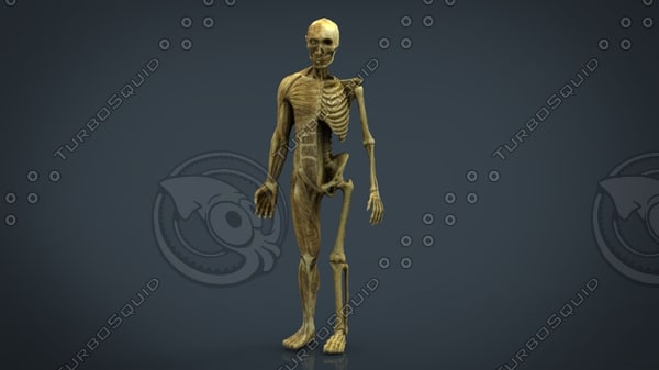 hd human body anatomy 3d model