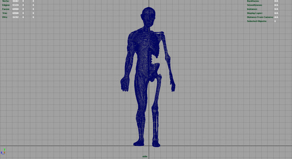 hd human body anatomy 3d model