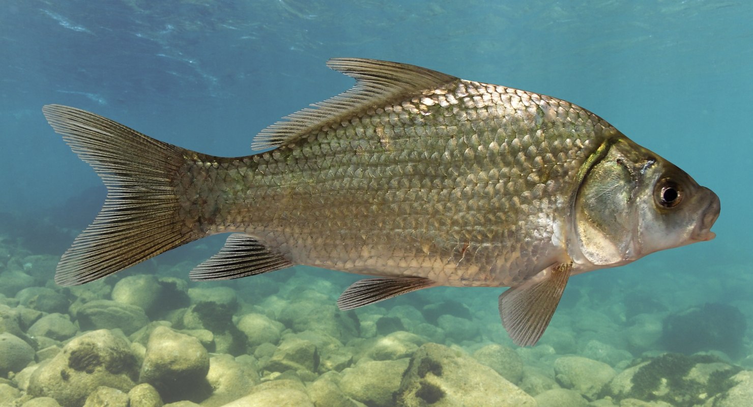 smallmouth buffalo fish 3d 3ds