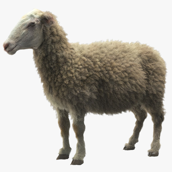 Sheep 3D Models for Download | TurboSquid