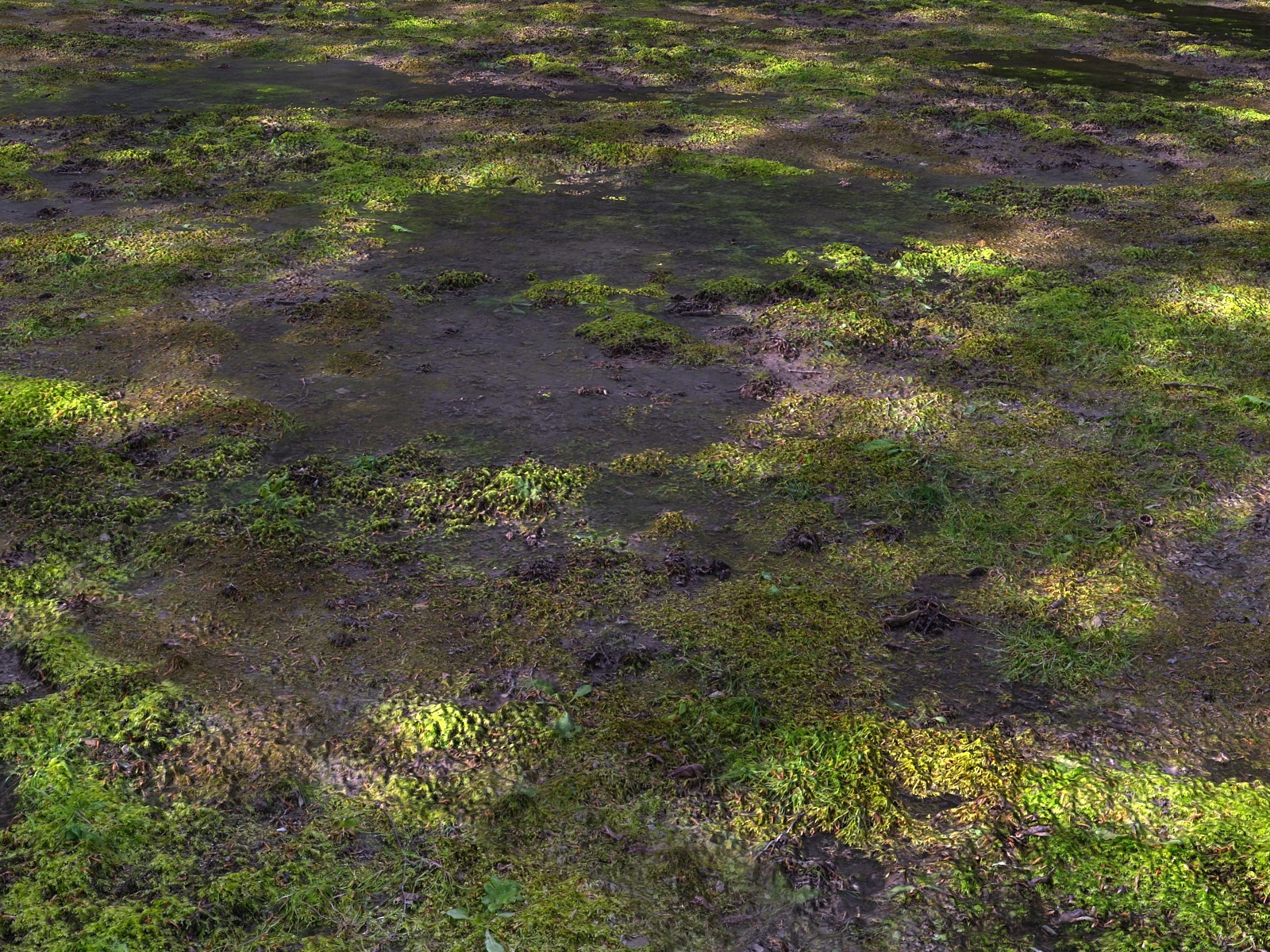 forest ground 16k hd 3d max