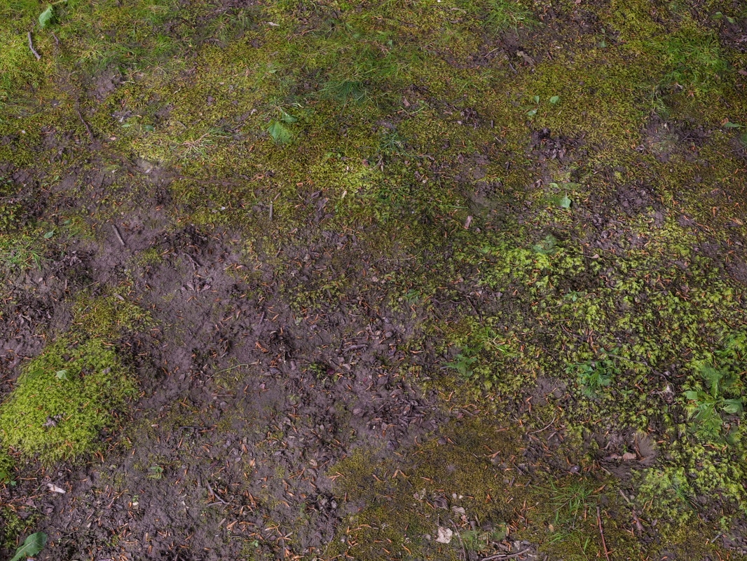 forest ground 16k hd 3d max