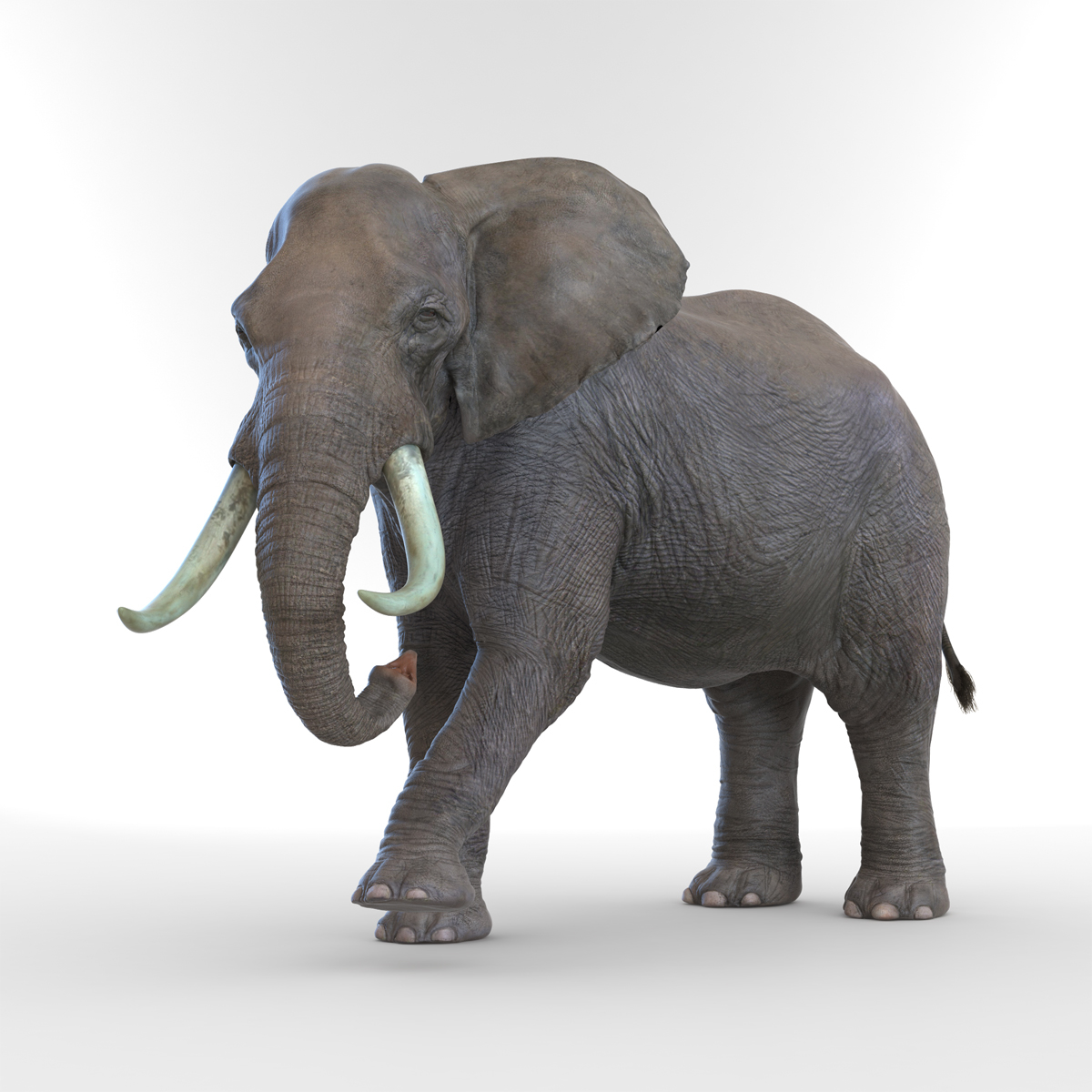 elephant rigged 3d model