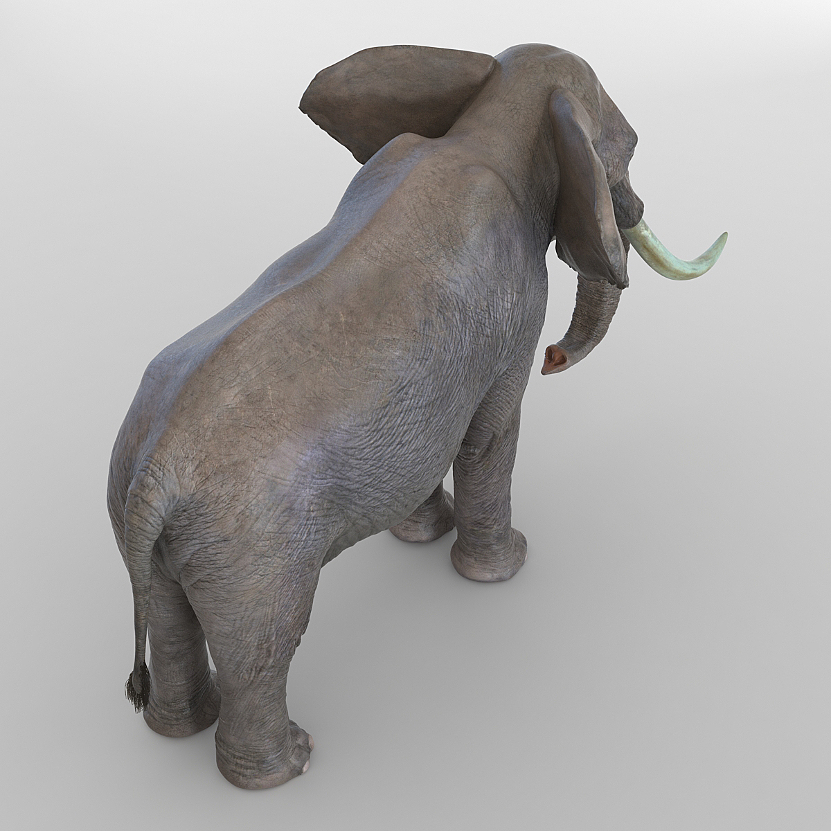 elephant rigged 3d model