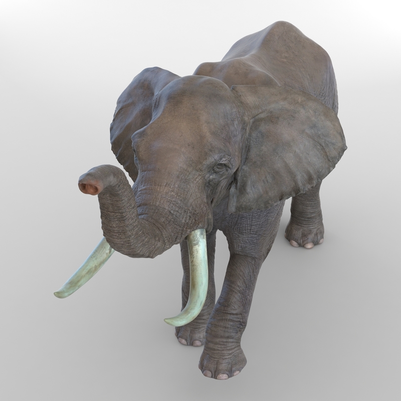 elephant rigged 3d model