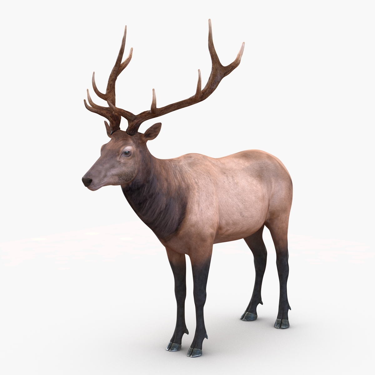 elk rigged animate 3d model
