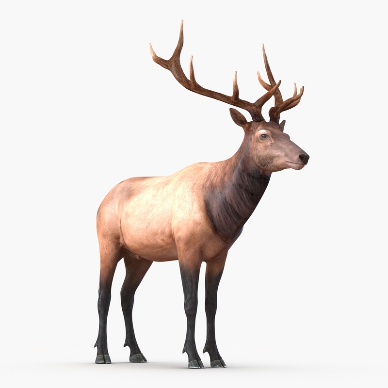elk rigged animate 3d model