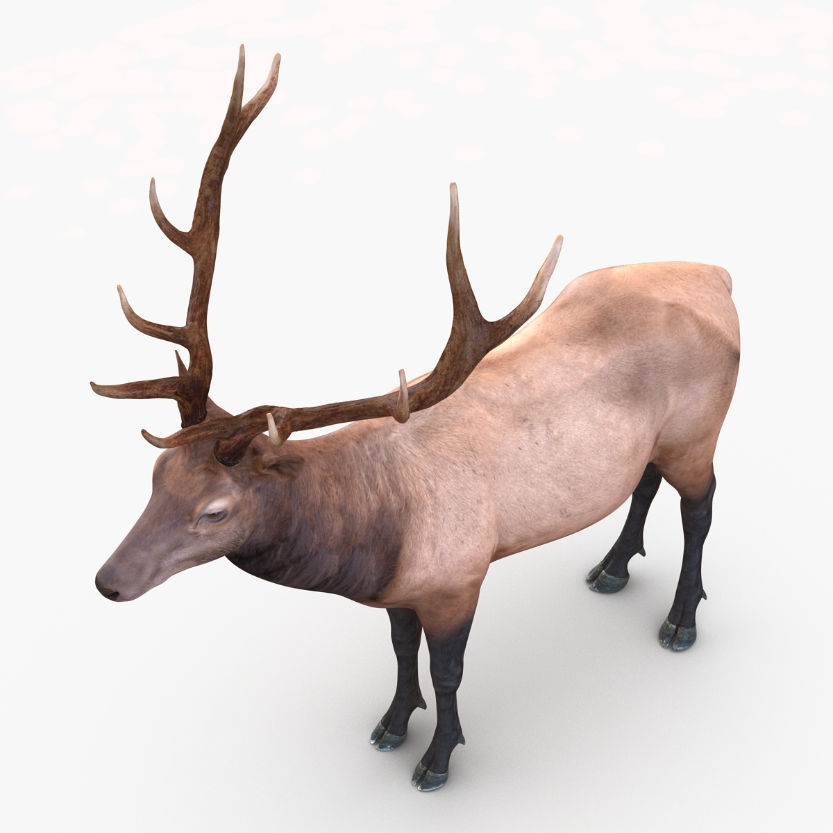 elk rigged animate 3d model elk rigged animate 3d model