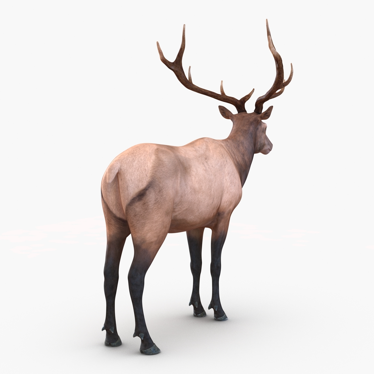 elk rigged animate 3d model