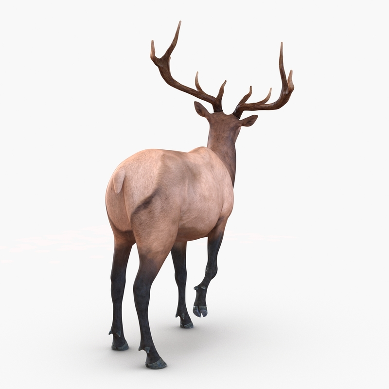 elk rigged animate 3d model